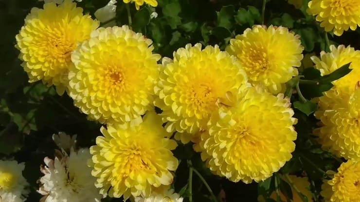 தலைமுடி உதிர்வு போன்ற பிரச்சனைக்கு தீர்வு தரும் சாமந்திப்பூ! | Tamilstar