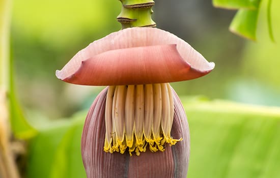 வாழைப்பூவில் இருக்கும் எக்கச்சக்க நன்மைகள்.. | Tamilstar