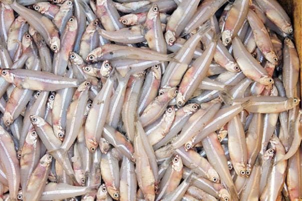 நெத்திலி மீன் சாப்பிடுவதால் கிடைக்கும் நன்மைகள்..! | Tamilstar